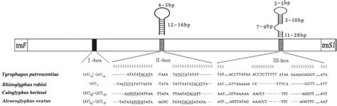 Conserved Sequence Blocks And Secondary Structures Of The Largest Download Scientific Diagram