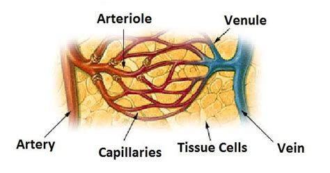 Pictures Of Arterioles