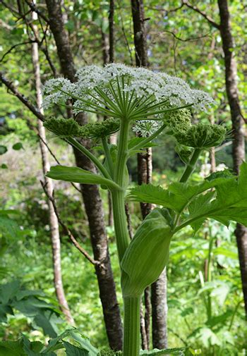 Wild Parsnip Ontario Ca
