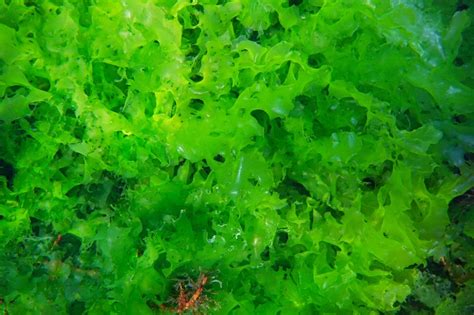 Ulva Algae Ulva Aka Green Seaweed Help Reef2reef