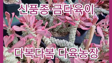 다복다복 다육농장 신품종 금다육이 왔다네~ 금다육금다육전문금다육관리남사다육식테크신품종 Youtube
