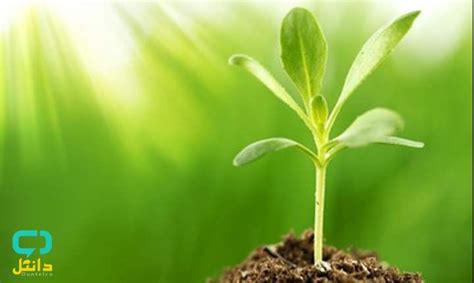 رتبه قبولی زیست شناسی گیاهی کنکور ۱۴۰۲ دانتل Powerpoint Templates