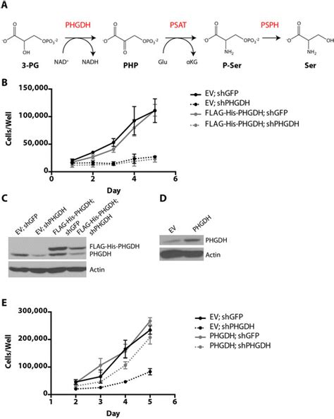 N Terminal Epitope Tagged Phgdh Cannot Support Cell Proliferation