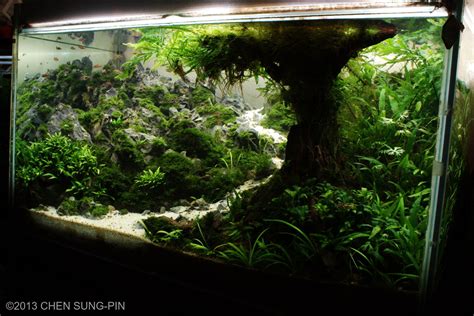 AGA 2013 Aquascaping Contest 339