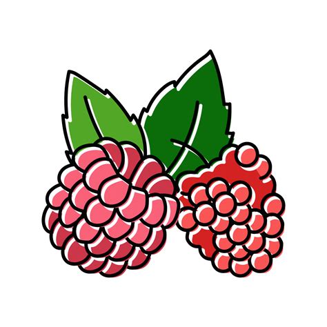 Raspberry Plant Leaf Fresh Color Icon Vector Illustration 18997413
