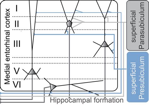 All Layers Of Medial Entorhinal Cortex Receive Presubicular And