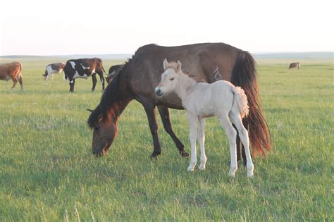 Соёмбо Хээр Энэ жилийн отгон унага ️