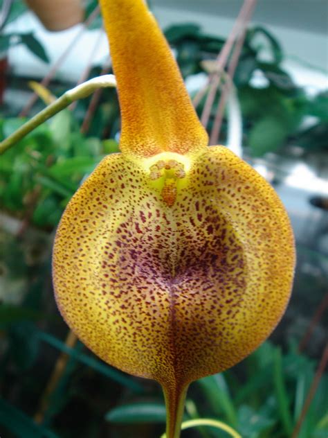 Masdevallia Regina