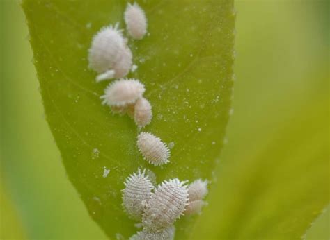 White Bugs On Plants Heres How To Get Rid Of Them Hort Zone
