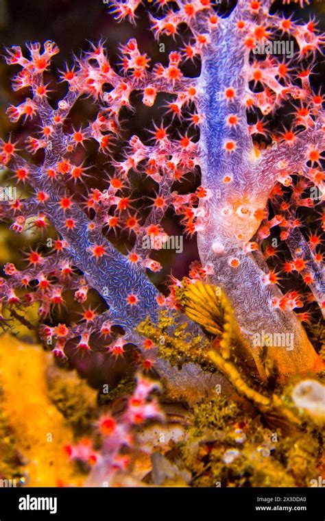 Multi Branched Coral Trees Soft Coral Reef Building Corals Coral