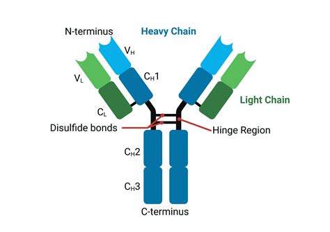 Correctly Label The Structure Of An Antibody