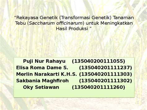 Ppt Rekayasa Genetiktransformasi Genetik Tanaman Tebu Untuk