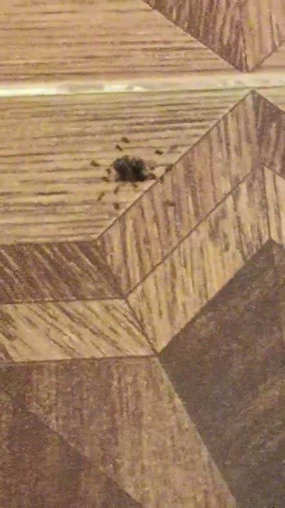 მომენტი როდესაც ბუზი მოკალი და 10 წუთით გახვედი დაბრუნდი და ჭიანჭველების ქორწილია 😂 Youtube