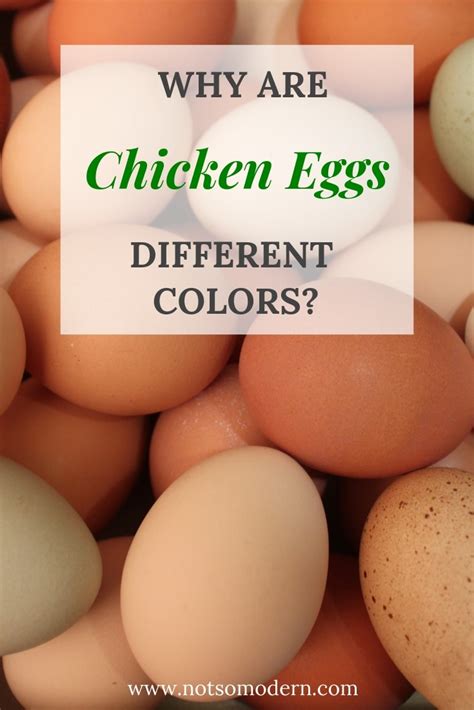 Why Are Chicken Eggs Different Colors