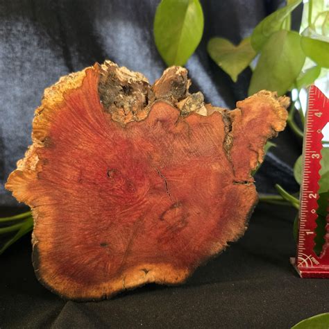 Manzanita Burl Half Wood Burl Slices Whole Fire Kiln Manzanita Burls