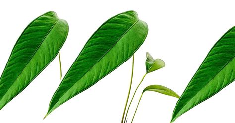 Anthurium Microphyllum An Exotic Brazilian Aroid