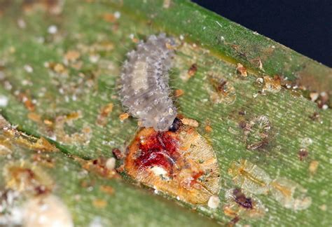 Lindorus Lophanthae Anatis Bioprotection