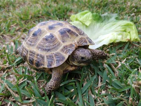 32 Things Box Turtles Like To Eat Most Diet Care And Feeding Tips