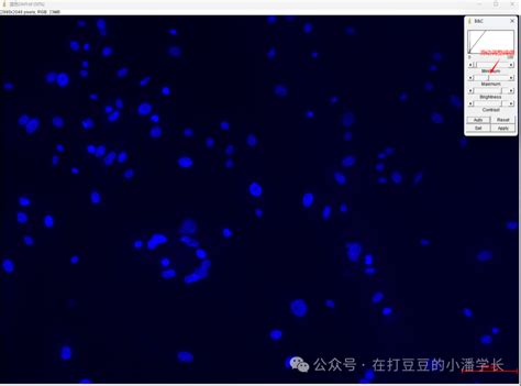 【image j】荧光染色图像处理 imagej调整荧光强度 csdn博客