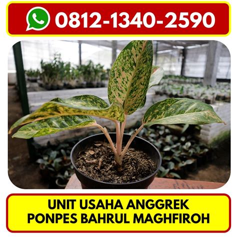 Hpwa 081213402590 Budidaya Anggrek Dendrobium Malang