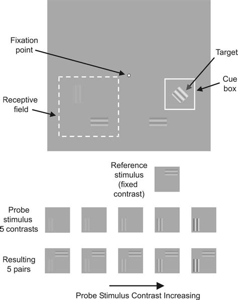 Figure 1 From Interacting Roles Of Attention And Visual Salience In V4 Semantic Scholar