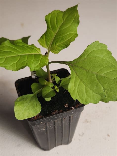 Spilanthes Toothache Plant Buzz Button Electric Button Acmella