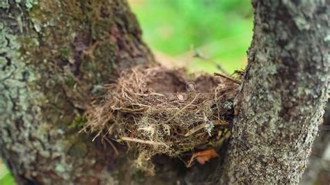 Bird S Nest On A Tree Between Branches Stock Photo Image Of Home Ellipse 269982568
