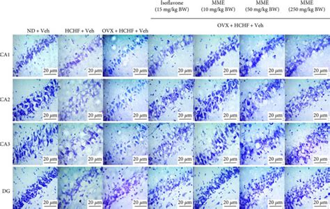 Effect Of Microencapsulated Mulberry Fruit Extract On Density Of