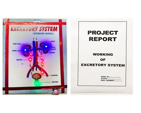 Human Excretory System Model Project For School With Printed Report