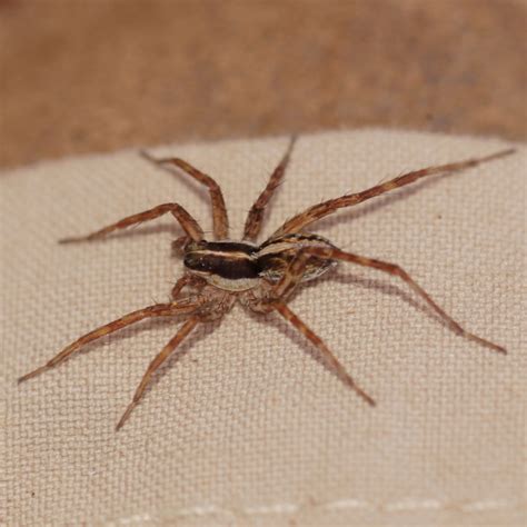 What Is A Black And White Striped Spider At Juliane Michaelis Blog