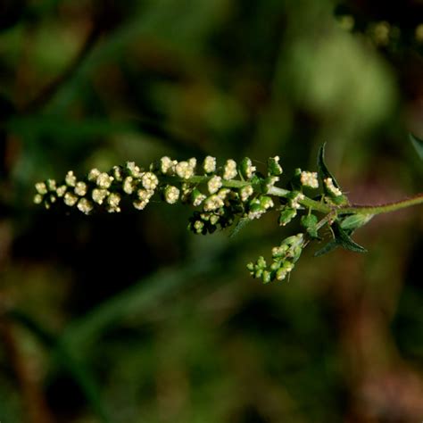 A Closer Look At Ragweed Quiet Nature