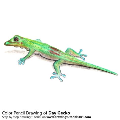 How To Draw A Day Gecko Lizards Step By Step