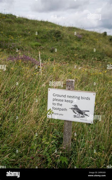 Sign Warning Of Ground Nesting Birds Meadow Pipits Anthus Pratensis Old Winchester Hill