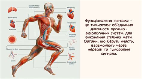 Презентація Біологія 8 клас НУШ Нейрогуморальна регуляція діяльності