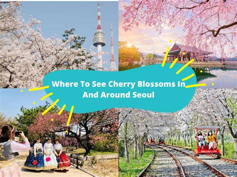 Where To See Cherry Blossoms In And Around Seoul 2025 Kkday Blog