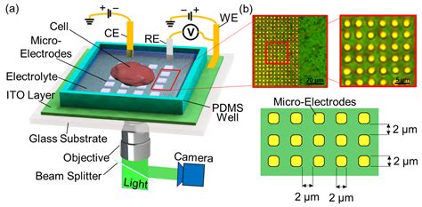 Cells Free Full Text Cell Surface Charge Mapping Using A
