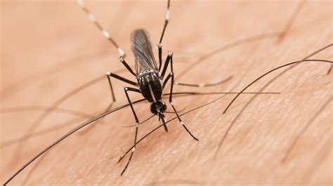 Virus Usutu Allodocteurs