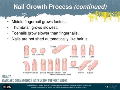 The Slowest Growing Fingernail Is On The Thumb The Fastest Growing Is