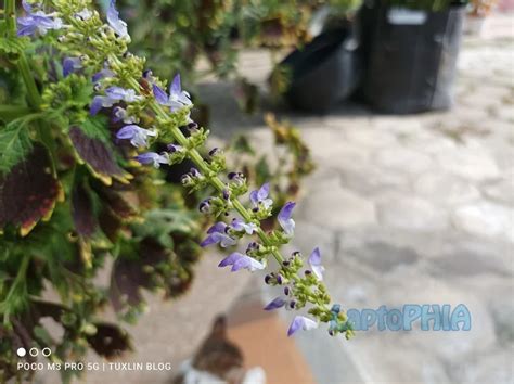 Review Poco M Pro G Smartphone G Termurah Yang Bisa Diandalkan Laptophia