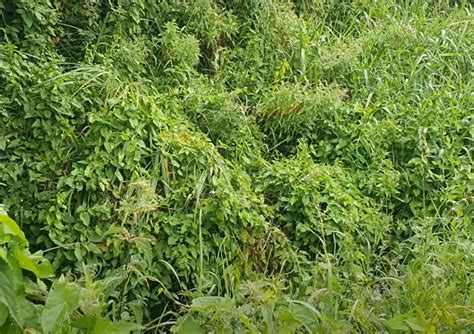 Bord Na Móna To Meet Roscommon Farmers Over Rewetting Concerns