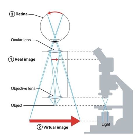 Microscopes Magnification Resolution The Microscope Field And Depth