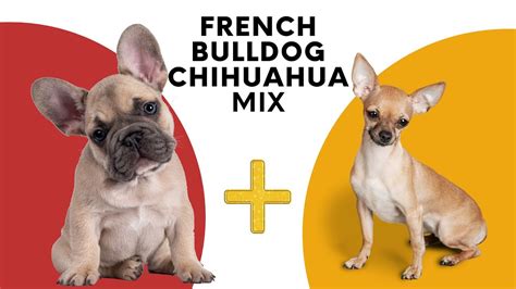 Teacup Chihuahua French Bulldog Mix At Dorothy Logan Blog
