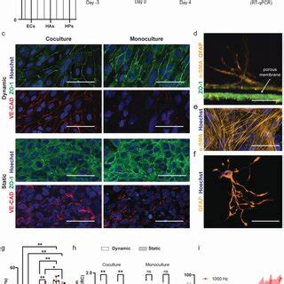 A Schematic Of The Experimental Workflow For Monitoring EDTAinduced Download Scientific