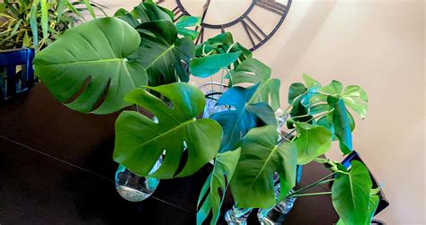 Monstera Delicious The Swiss Cheese Plant — Bailie Saiz