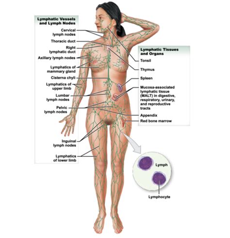 Human Anatomy Exam 4 Flashcards Quizlet