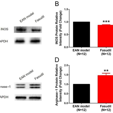 Inducible Nitric Oxide Synthase Inos And Arginase 1 Protein Download Scientific Diagram