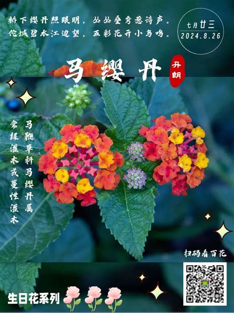 马缨丹：其花朵的形状和色彩，形似古代马缨的装饰；有毒；花语为开朗 关注森林