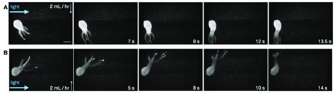 Response To Flow Our Results Suggested That Hydra Typically Bend And Download Scientific