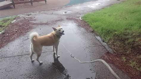 비가 너무 무섭게 쏟아져서 아침 산책도 게릴라 산책을 해야 한다 L 비가 잠시 소강된 틈을 타 잽싸게 산책에 나선 공장 진돗개와