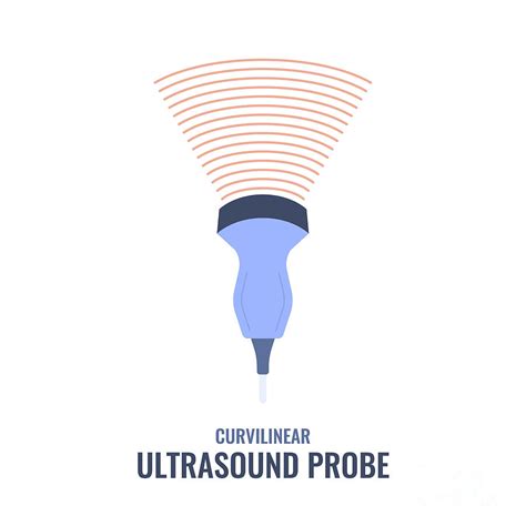 Curvilinear Probe Ultrasound